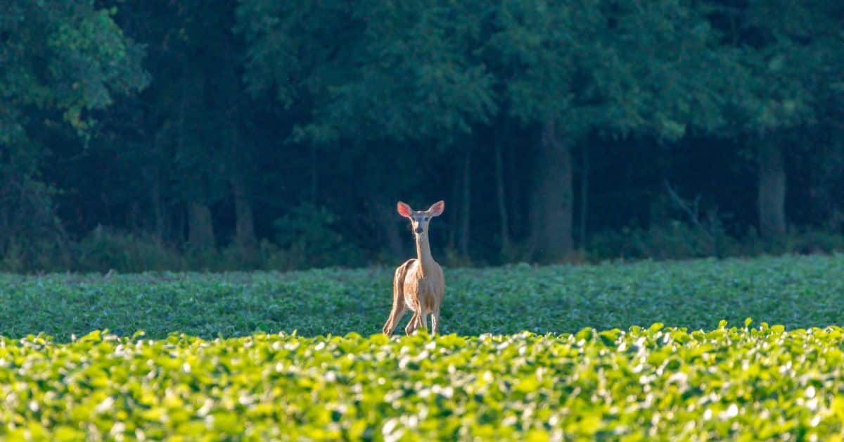 The Best Bait for Whitetail Deer and Attracting Big Bucks