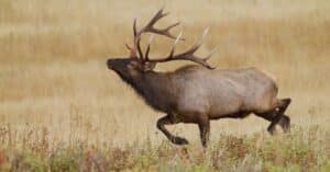 Michigan Elk Hunting by Horseback